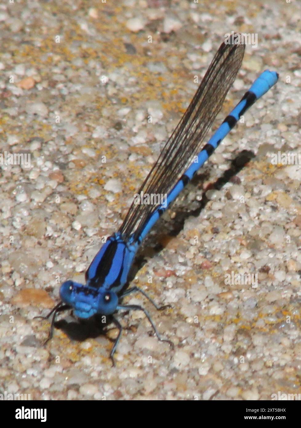 Springwater Dancer (Argia funebris) Insecta Stock Photo - Alamy