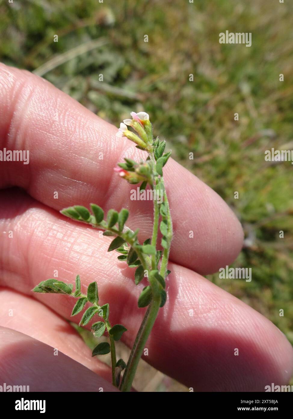 Bird's-foot (Ornithopus perpusillus) Plantae Stock Photo - Alamy