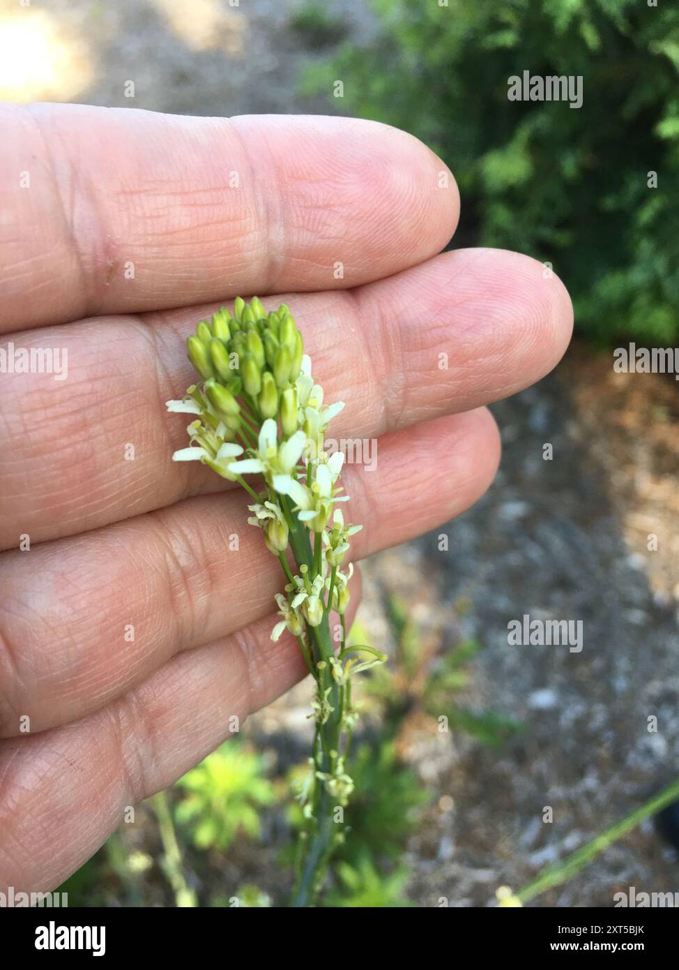 Tower Mustard (Turritis glabra) Plantae Stock Photo - Alamy