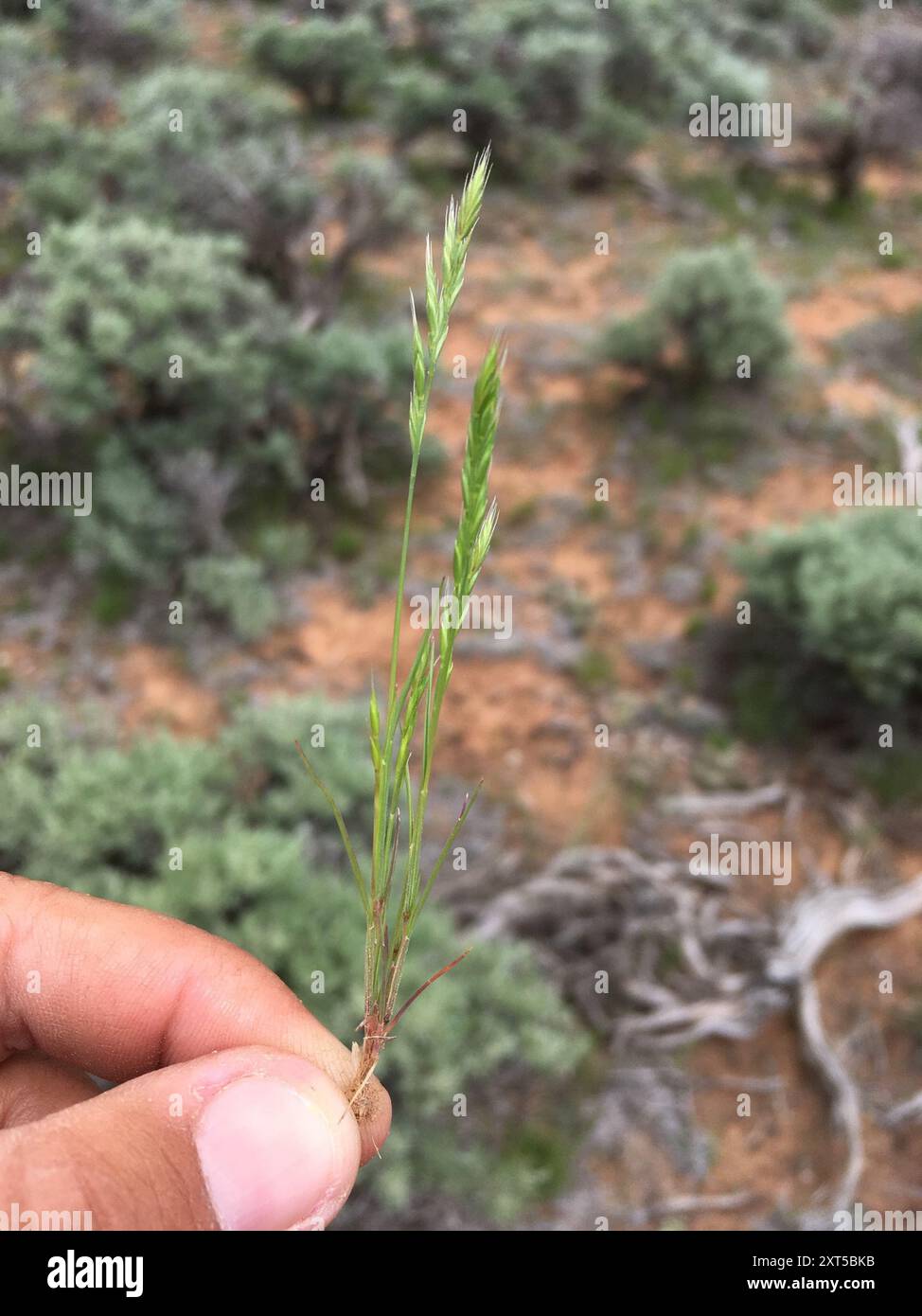 Sixweeks Fescue (Vulpia octoflora) Plantae Stock Photo - Alamy