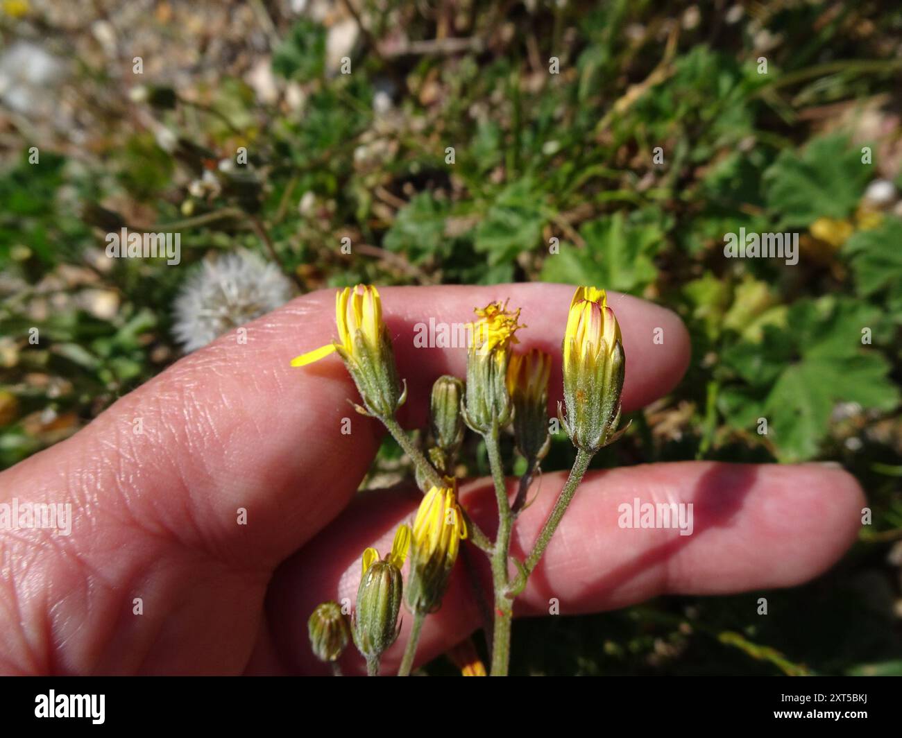 Beaked Hawksbeard (Crepis vesicaria) Plantae Stock Photo - Alamy