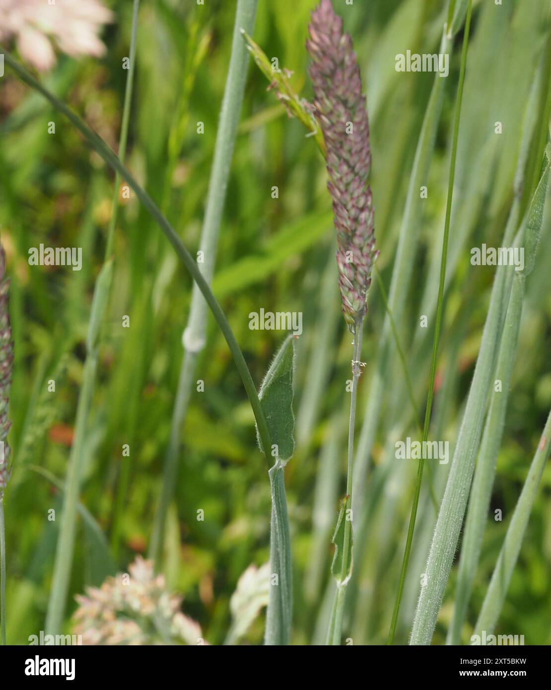 Yorkshire fog (Holcus lanatus) Plantae Stock Photo - Alamy