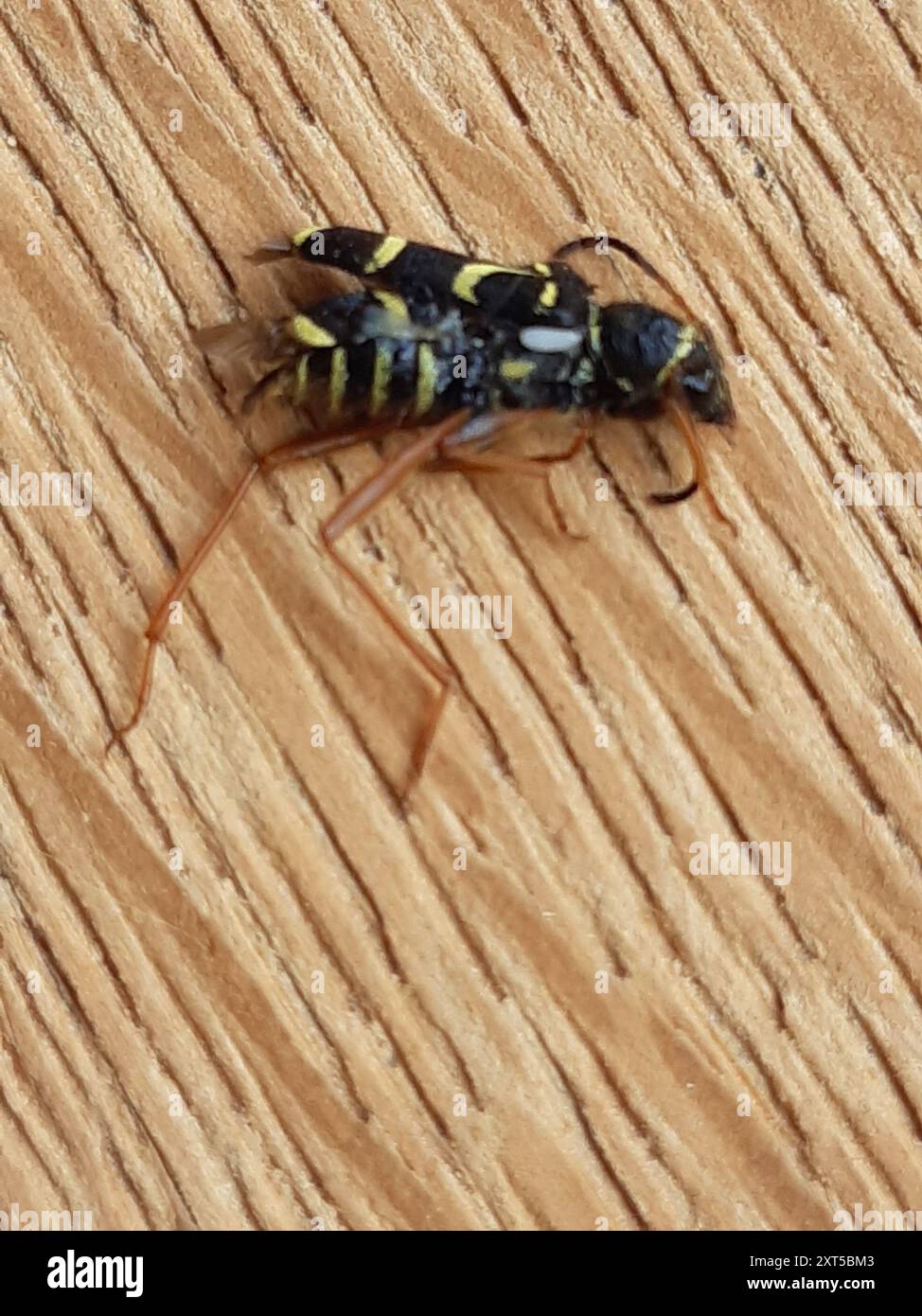 Wasp Beetle (Clytus arietis) Insecta Stock Photo - Alamy