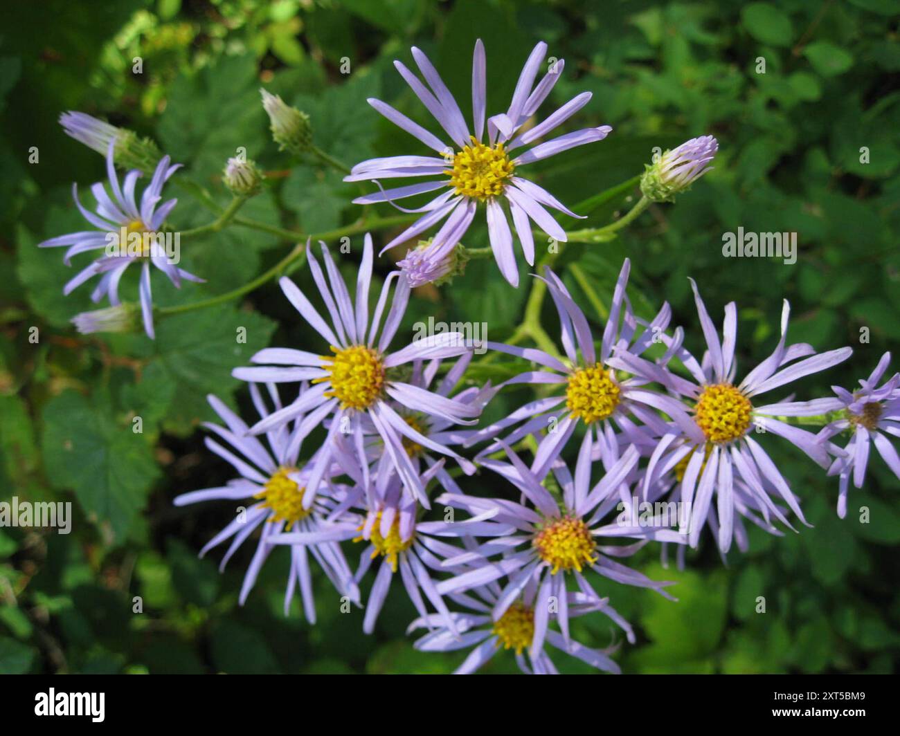 asters and allies (Astereae) Plantae Stock Photo - Alamy