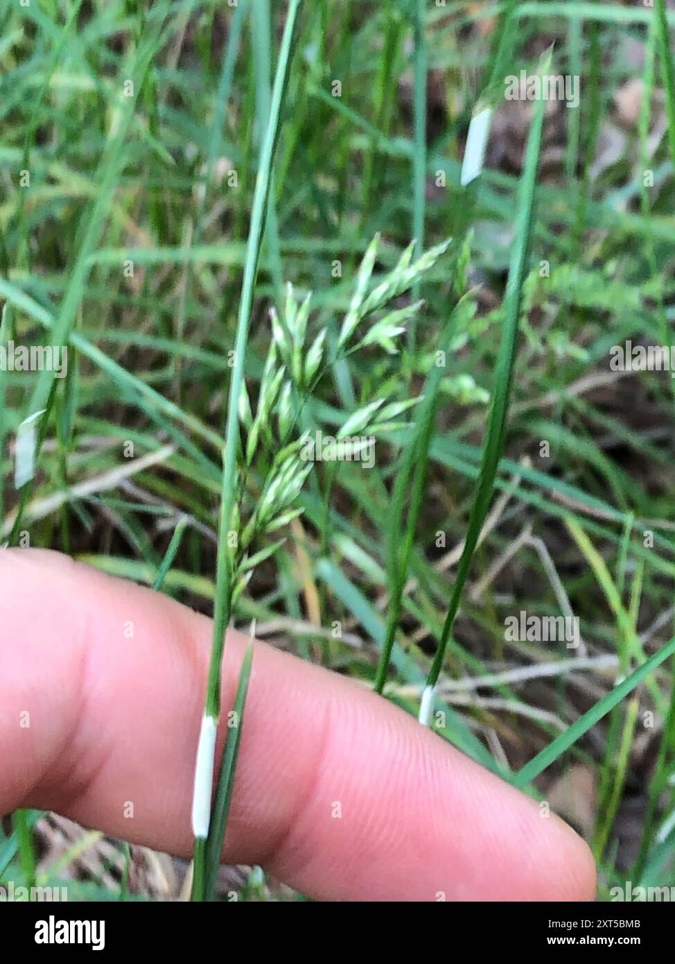 Smooth Meadow-grass (Poa pratensis) Plantae Stock Photo - Alamy
