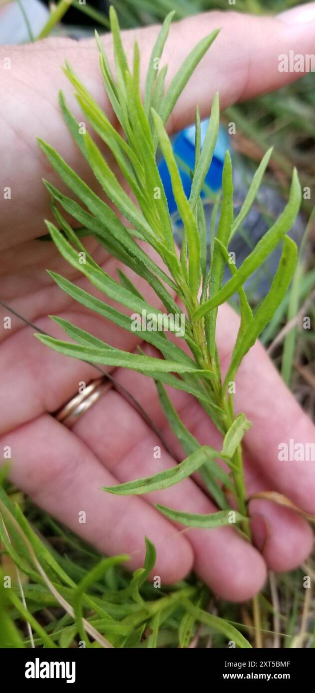 plants (Plantae) Plantae Stock Photo - Alamy