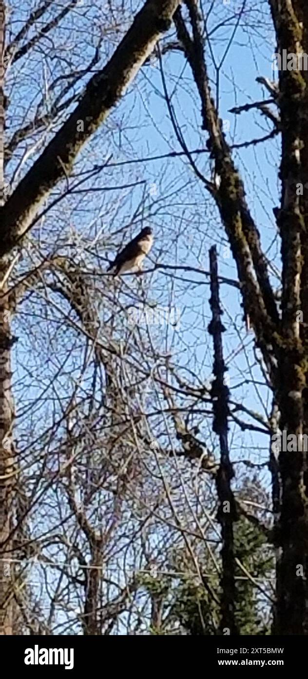 Western Red-tailed Hawk (Buteo jamaicensis calurus) Aves Stock Photo ...