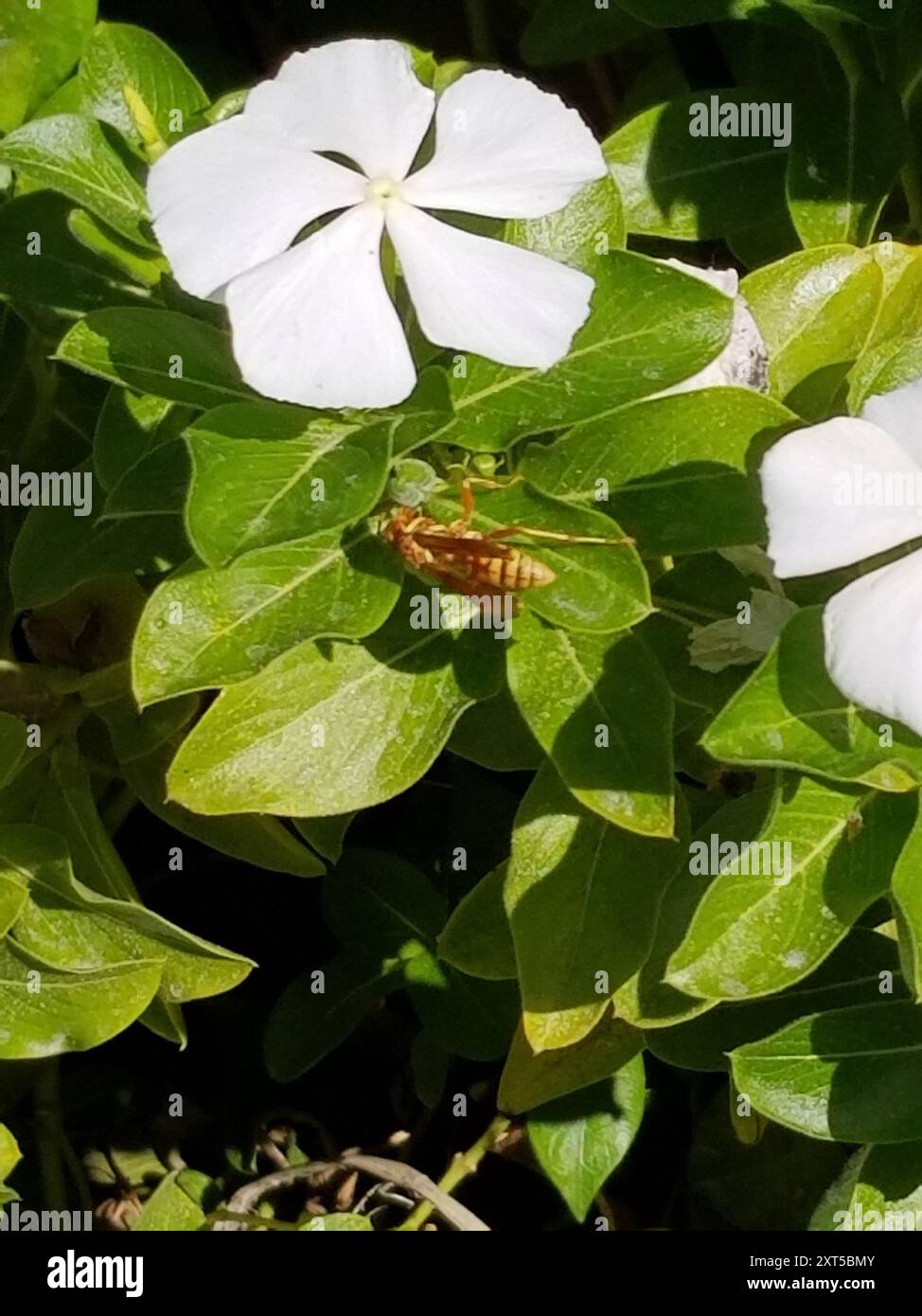Apache Paper Wasp (Polistes apachus) Insecta Stock Photo - Alamy