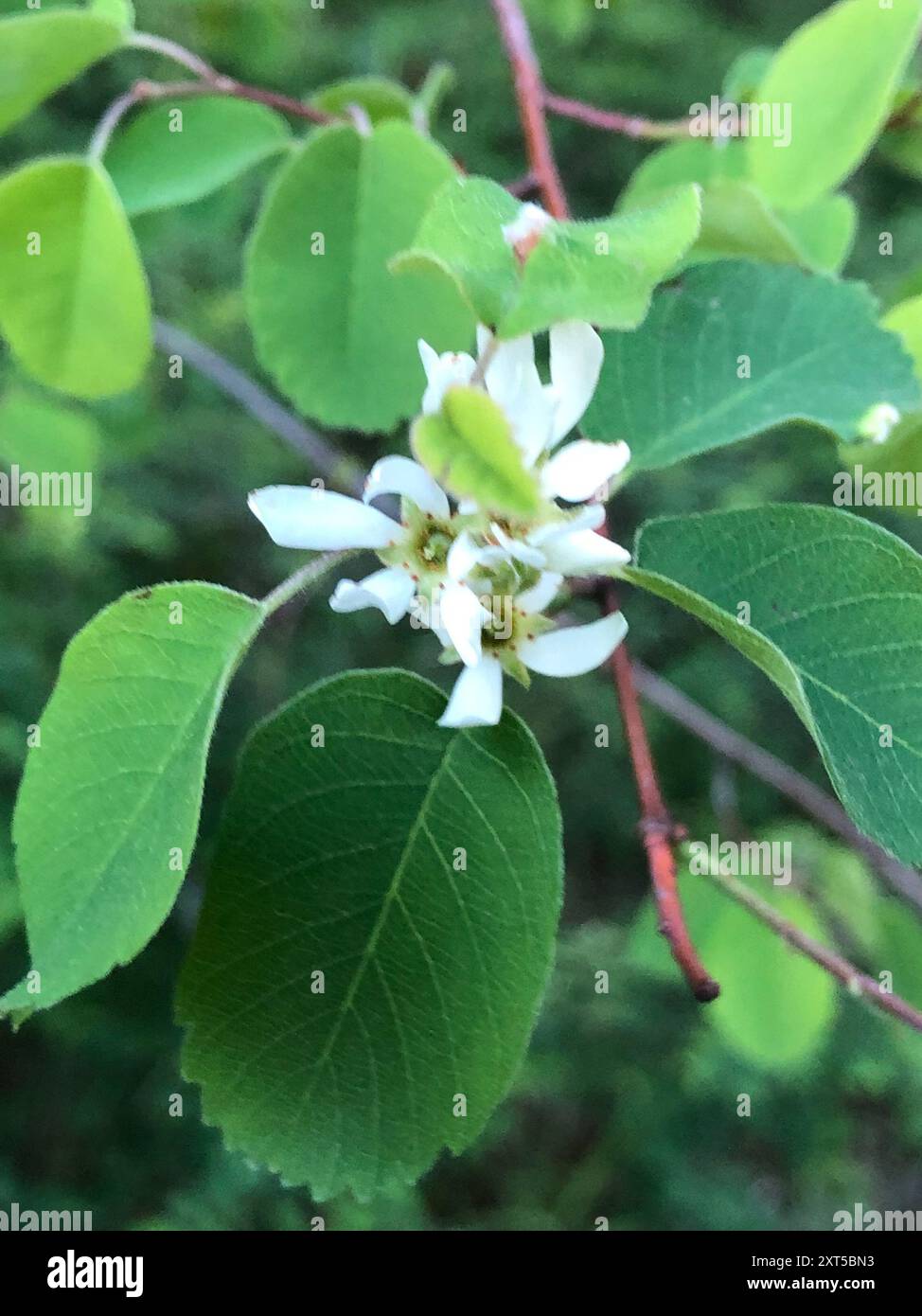Saskatoon (Amelanchier alnifolia) Plantae Stock Photo - Alamy