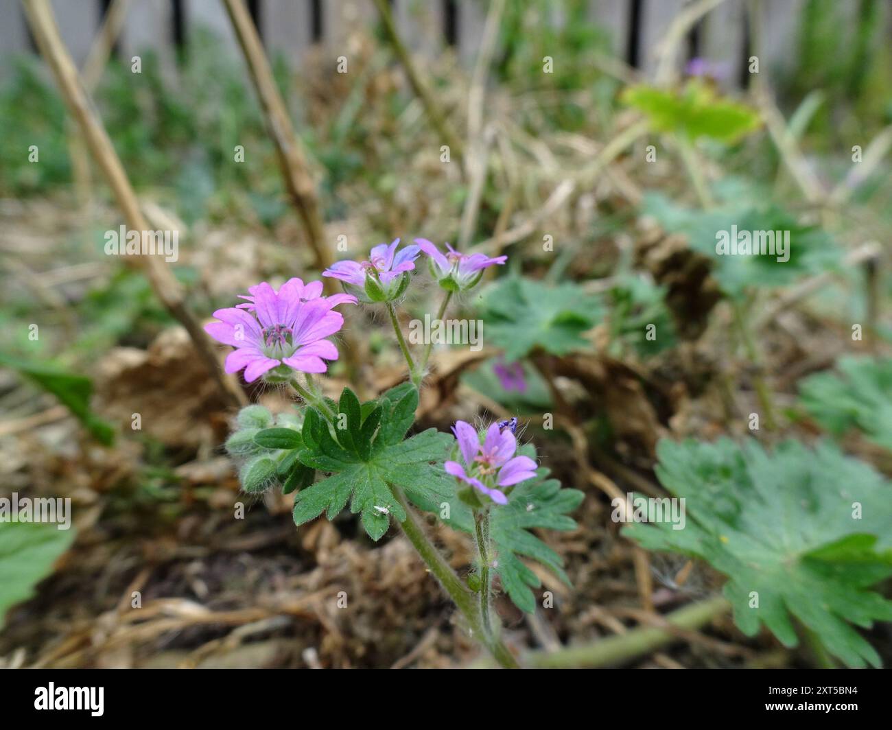Dove's-foot crane's-bill (Geranium molle) Plantae Stock Photo - Alamy