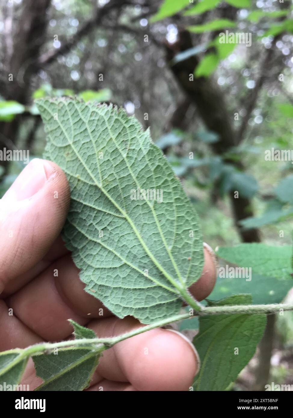 netleaf hackberry (Celtis reticulata) Plantae Stock Photo - Alamy