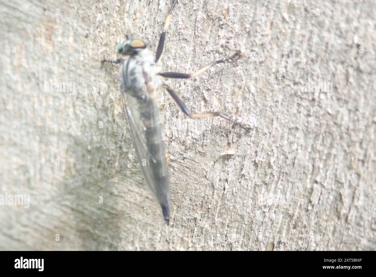 Common Awl Robber Fly (Neoitamus cyanurus) Insecta Stock Photo - Alamy