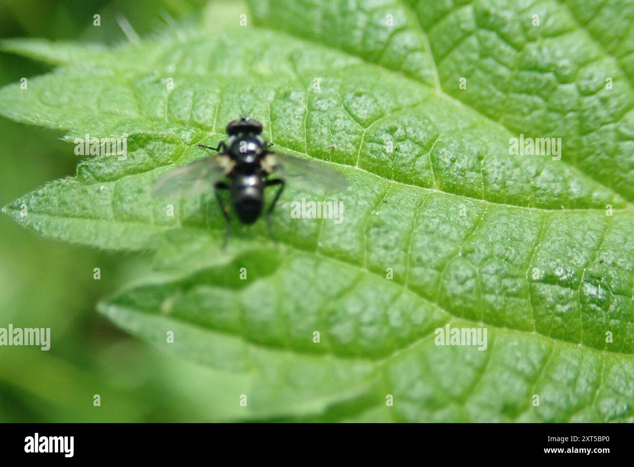 Bot Flies, Blow Flies, and Allies (Oestroidea) Insecta Stock Photo - Alamy