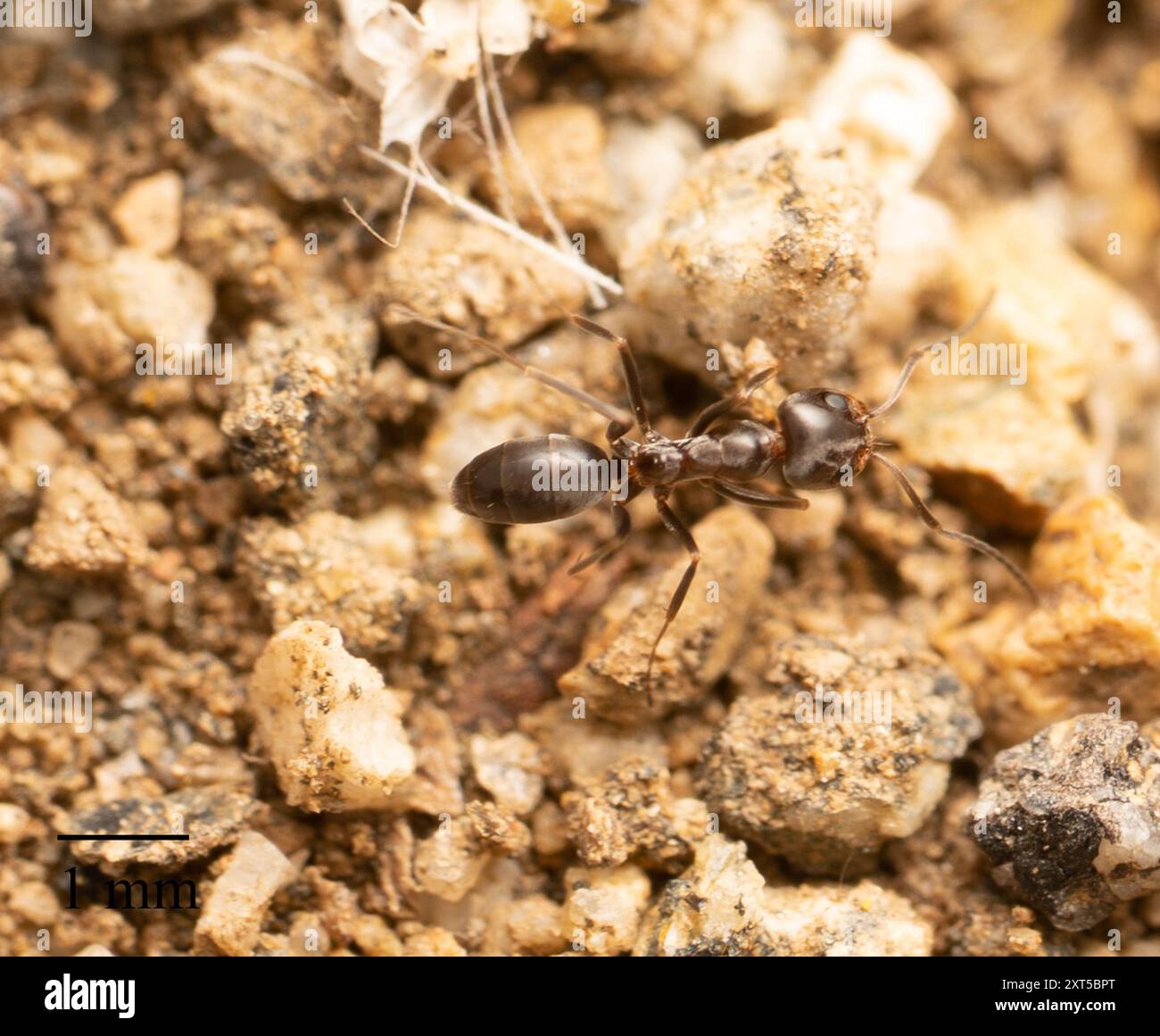 Pyramid Ants (Dorymyrmex) Insecta Stock Photo - Alamy