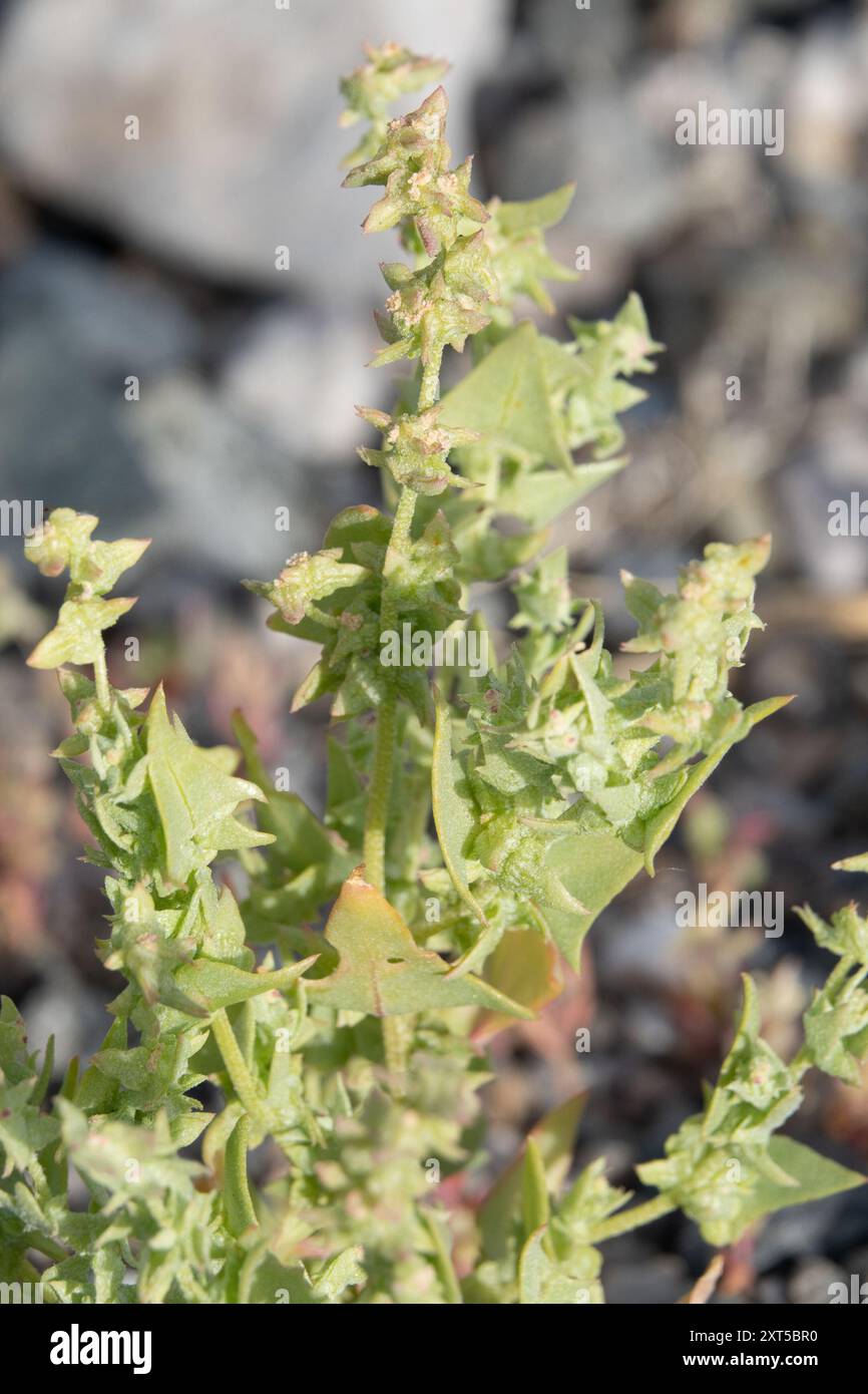Saltbushes (Atriplex) Plantae Stock Photo - Alamy