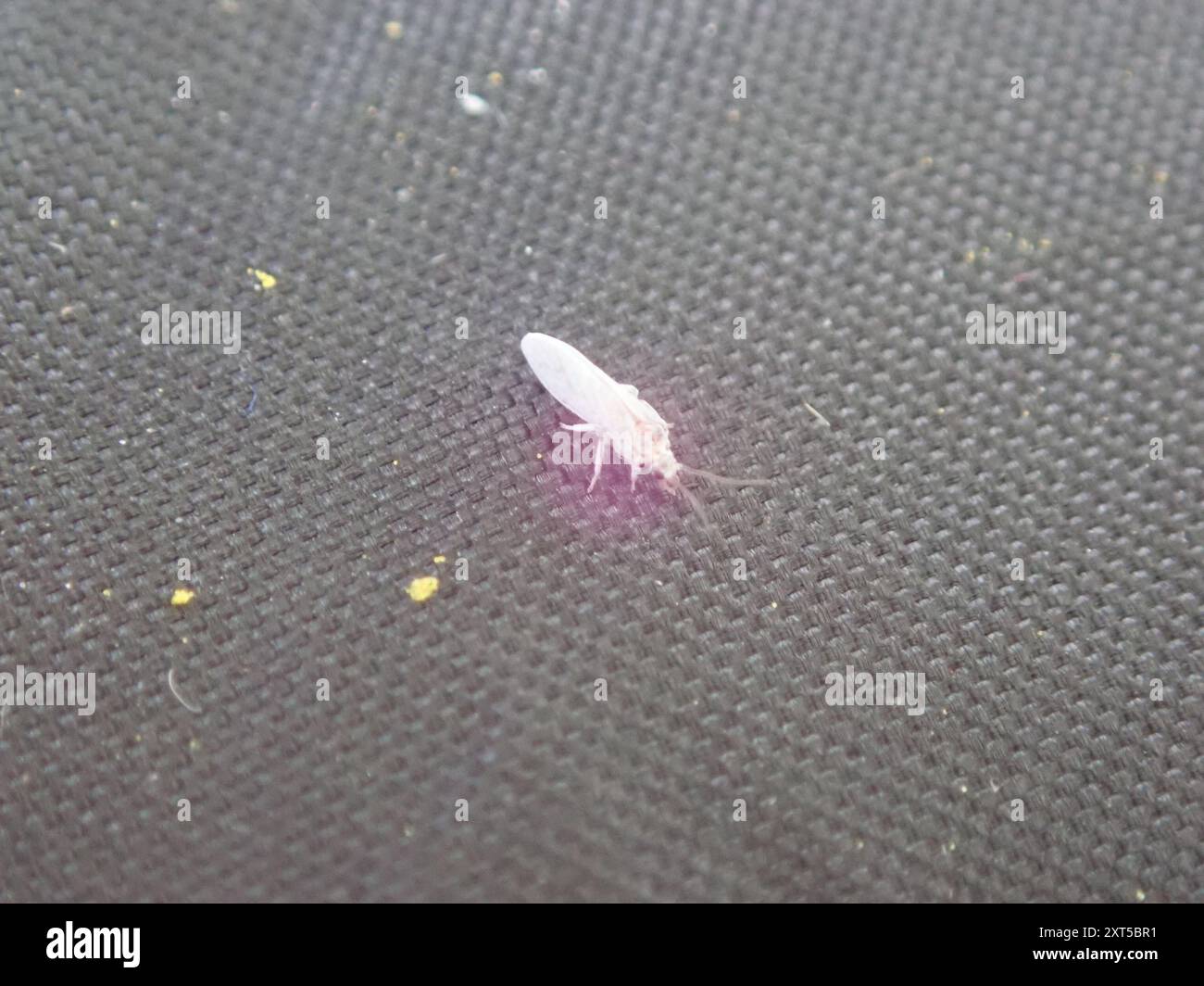 Dusty-winged Lacewings (Coniopterygidae) Insecta Stock Photo - Alamy