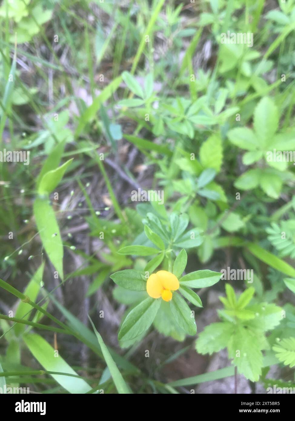 sidebeak pencilflower (Stylosanthes biflora) Plantae Stock Photo - Alamy