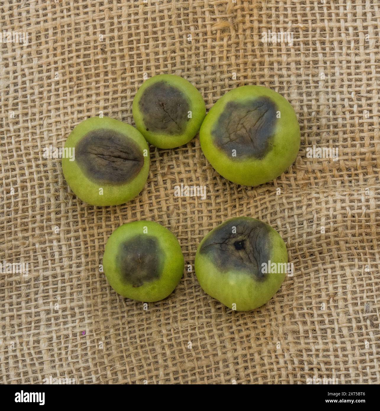 Tomato blossom end rot Stock Photo - Alamy