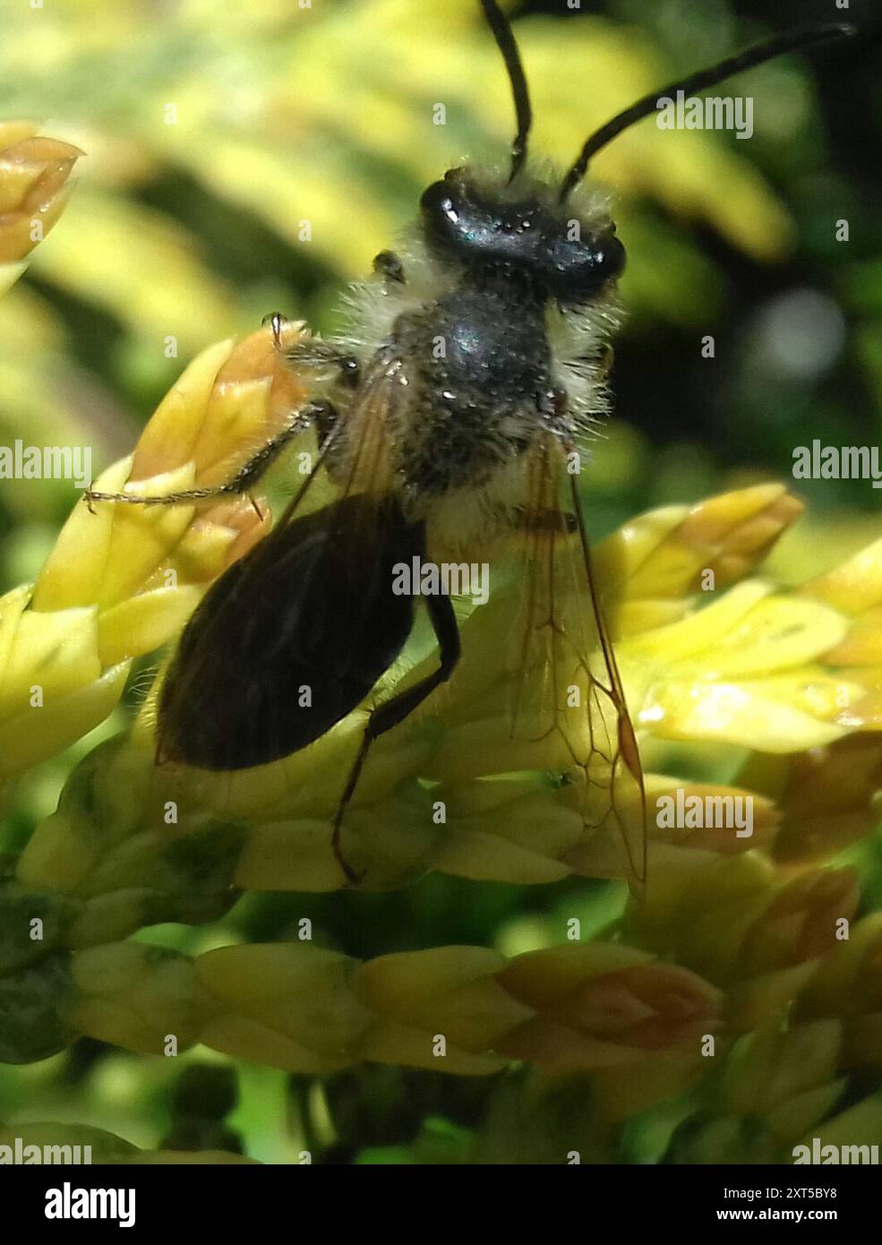Mining Bees (Andrena) Insecta Stock Photo - Alamy