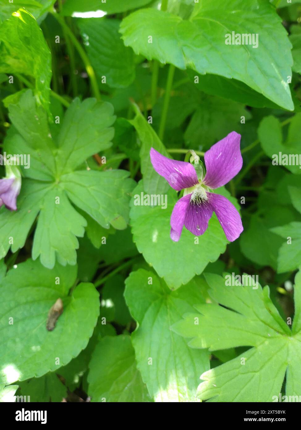 violets (Viola) Plantae Stock Photo - Alamy