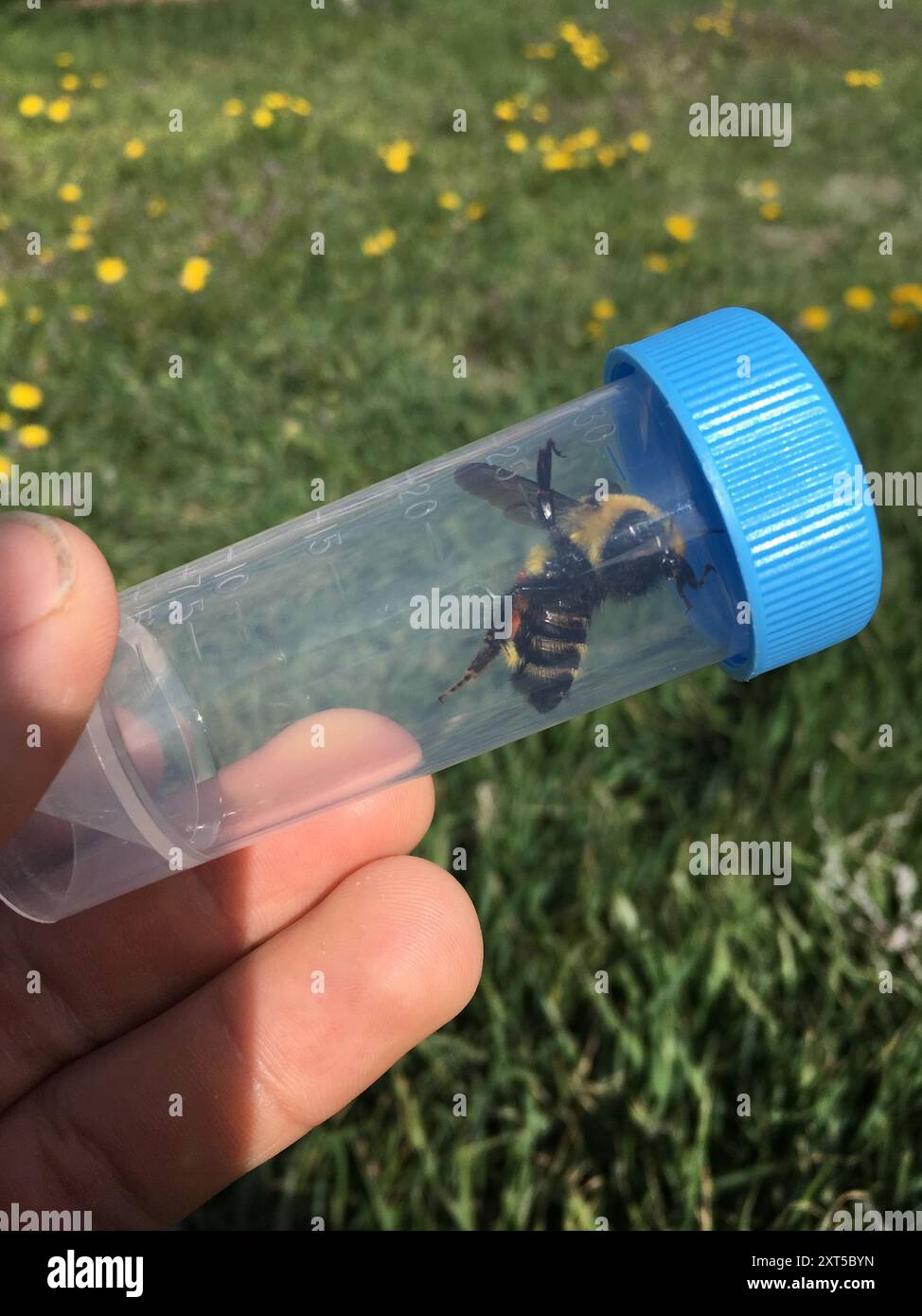 Hunt's Bumble Bee (Bombus huntii) Insecta Stock Photo - Alamy