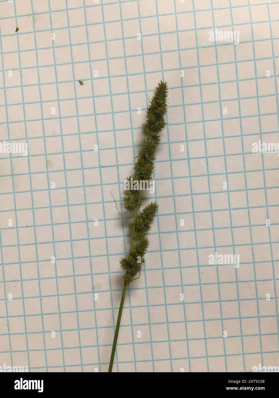 fox sedge (Carex vulpinoidea) Plantae Stock Photo - Alamy