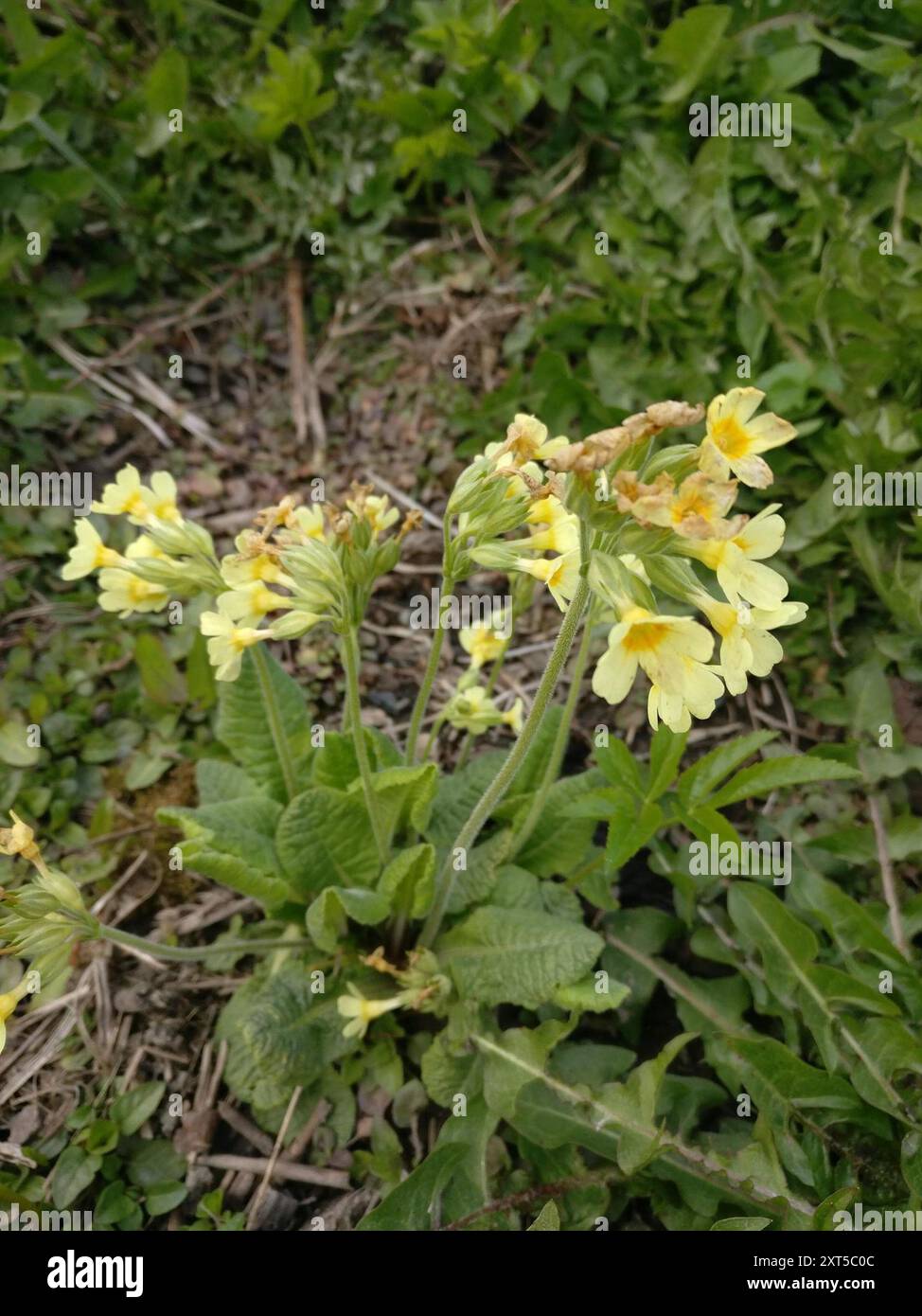 Oxlip (Primula elatior) Plantae Stock Photo - Alamy