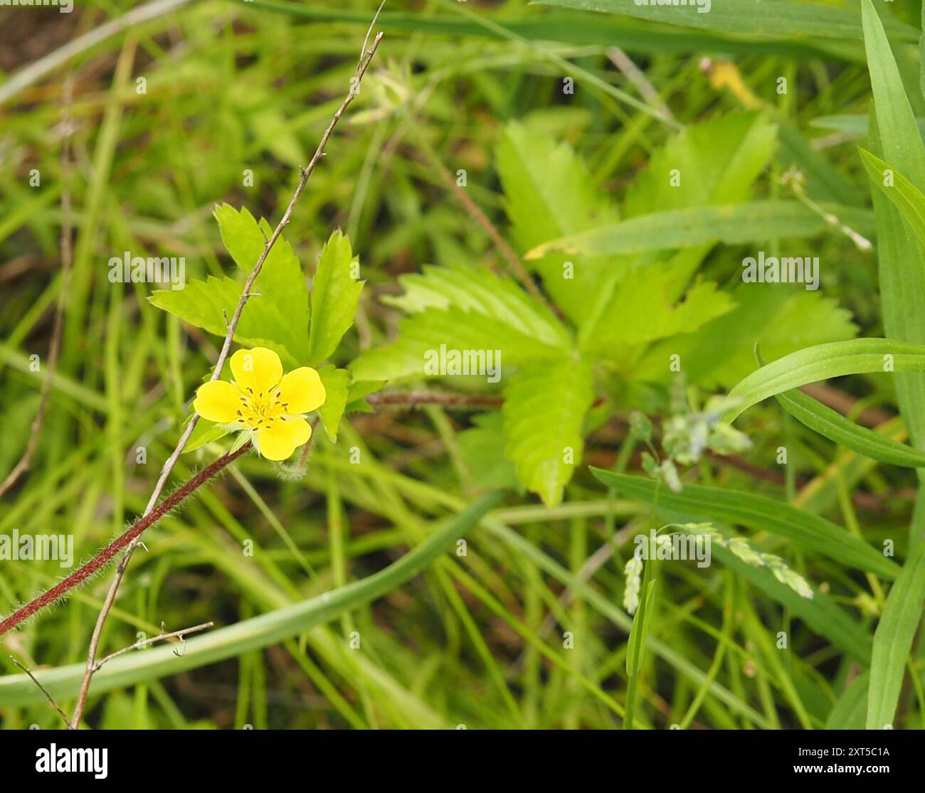 common cinquefoil (Potentilla simplex) Plantae Stock Photo - Alamy