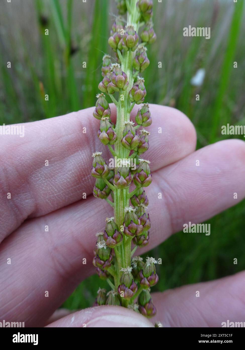 common arrowgrass (Triglochin maritima) Plantae Stock Photo - Alamy