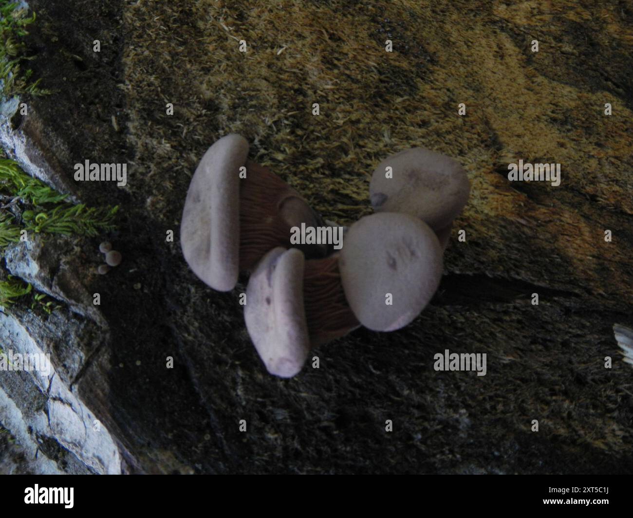 Lilac oysterling (Panus conchatus) Fungi Stock Photo - Alamy