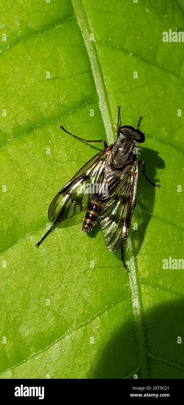 Common Snipe Fly (Rhagio mystaceus) Insecta Stock Photo - Alamy
