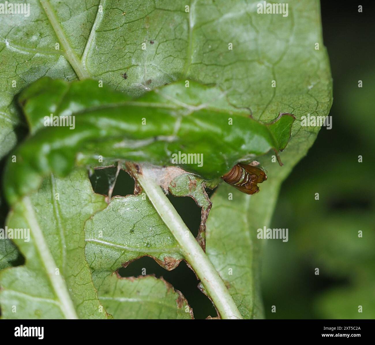 Winged and Once-winged Insects (Pterygota) Insecta Stock Photo - Alamy
