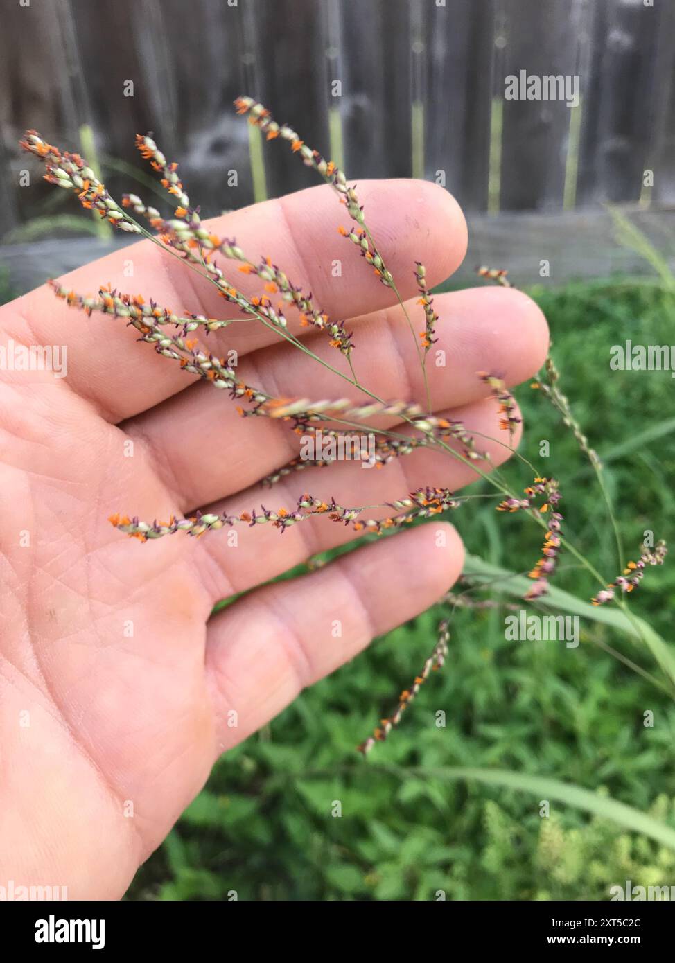 Kleingrass (Panicum coloratum) Plantae Stock Photo - Alamy