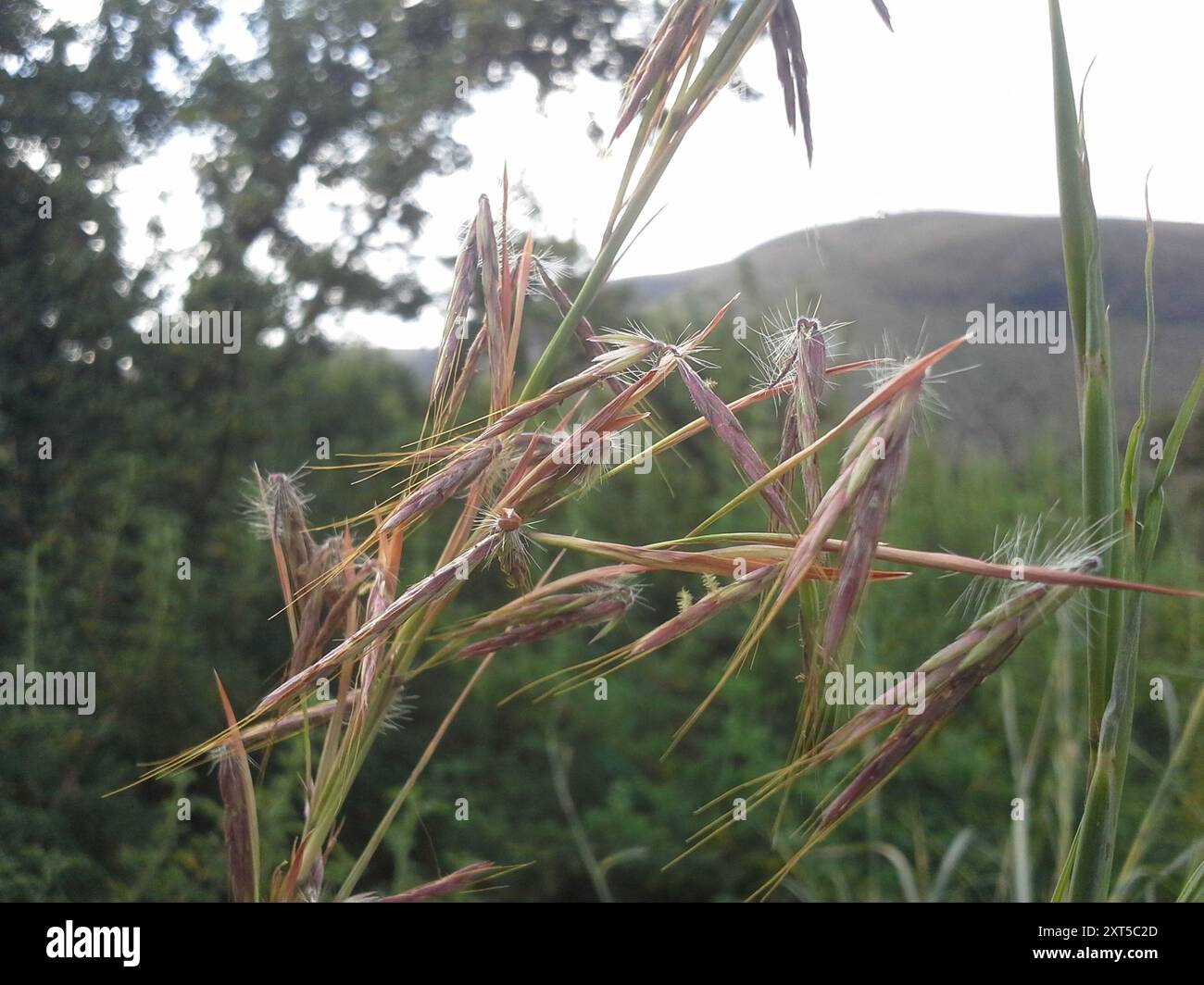 thatching grass (Hyparrhenia hirta) Plantae Stock Photo - Alamy