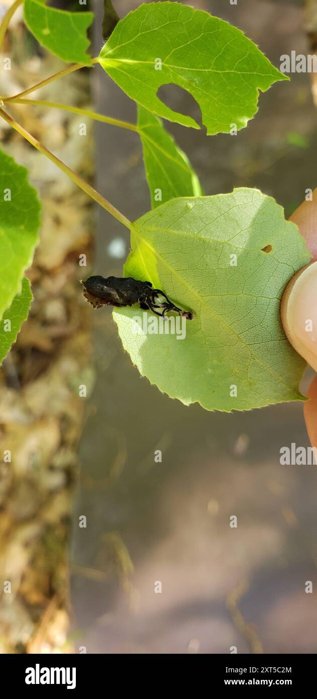 Insects (Insecta) Insecta Stock Photo - Alamy