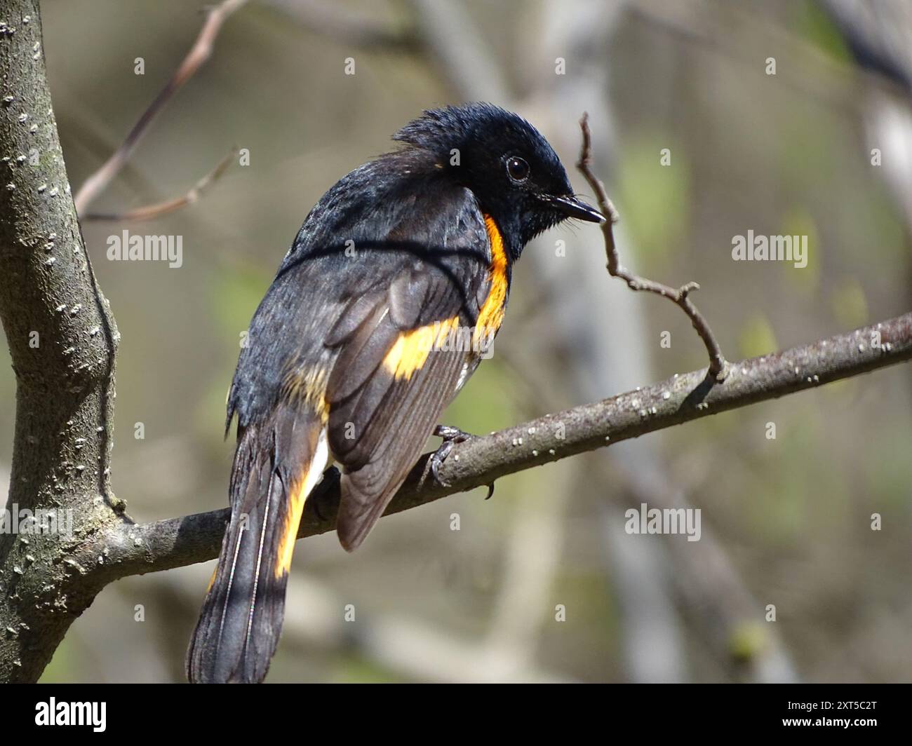 American Redstart (Setophaga ruticilla) Aves Stock Photo - Alamy