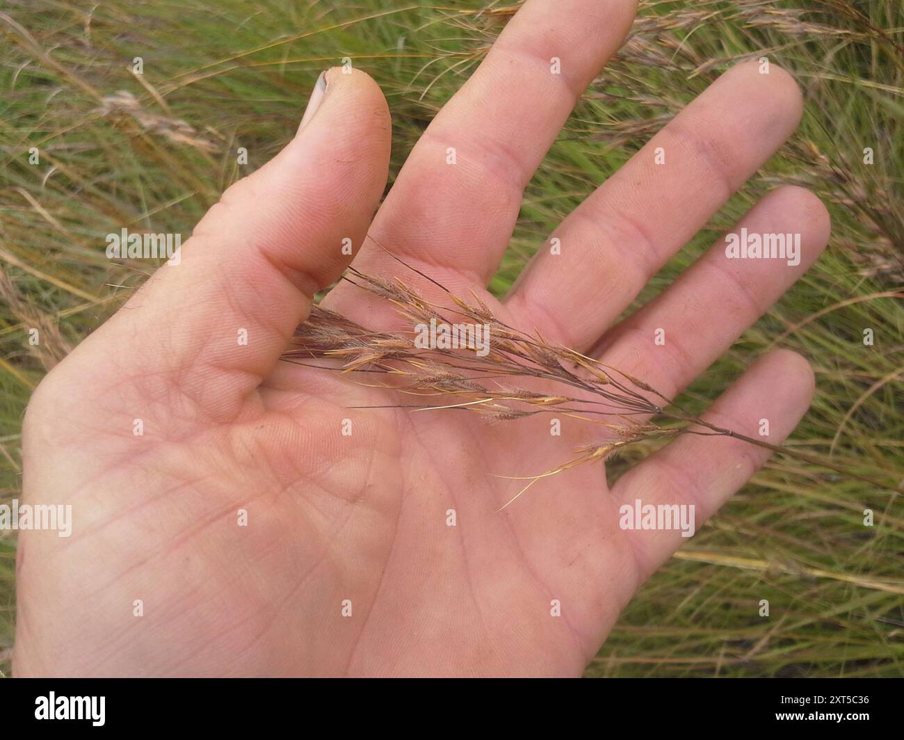 Common Russet Grass (Loudetia simplex) Plantae Stock Photo - Alamy