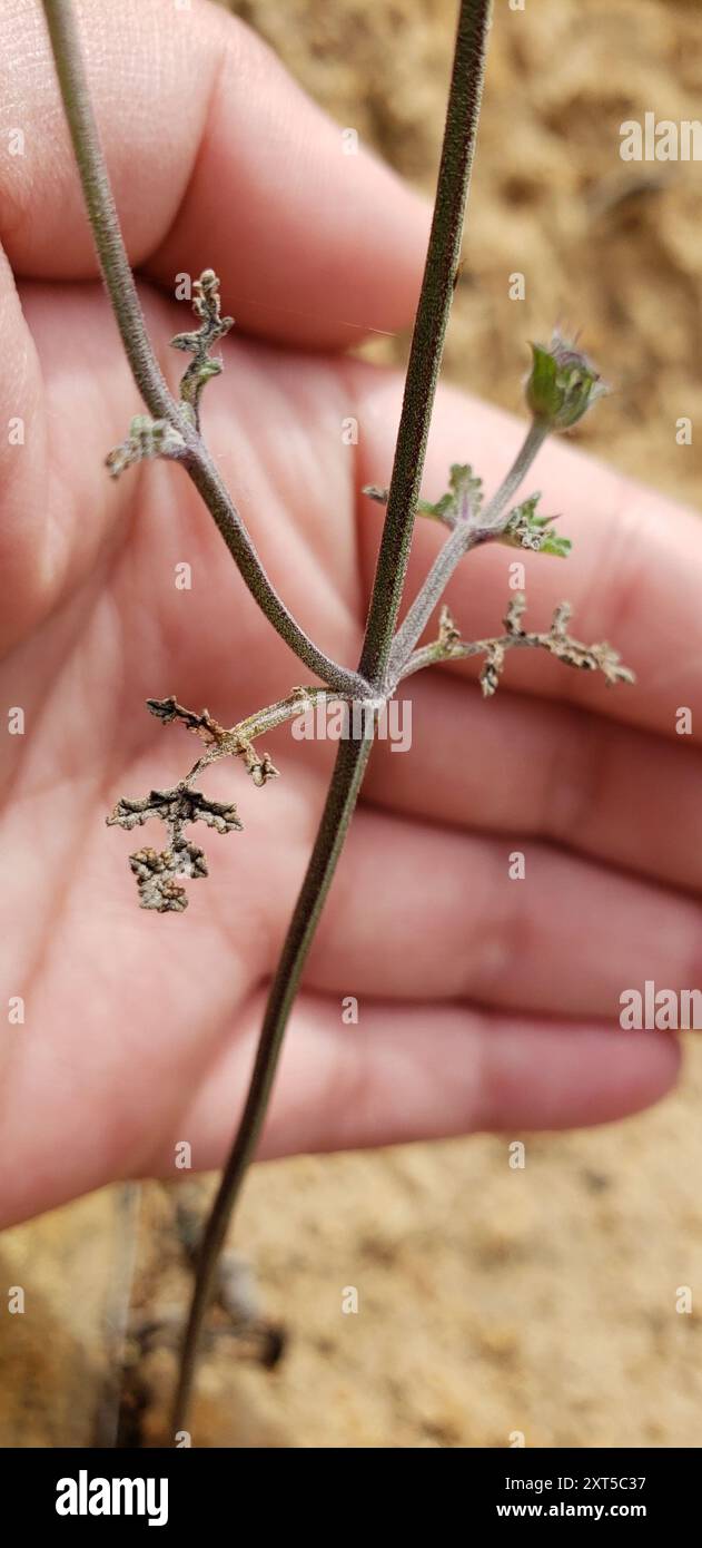 Chia (Salvia columbariae) Plantae Stock Photo - Alamy