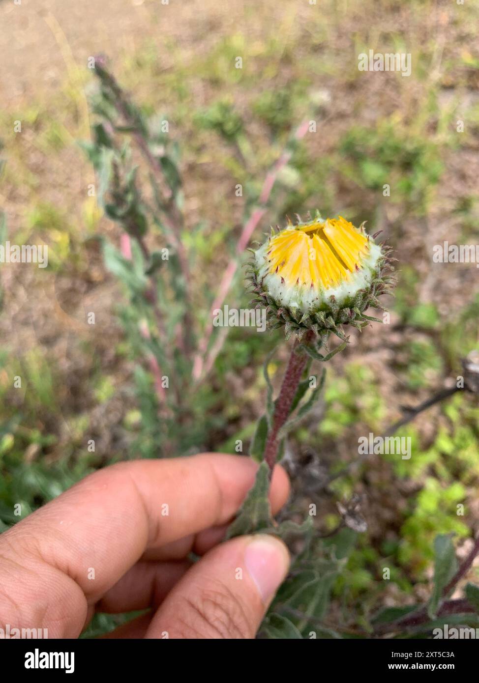 Oregon Gumplant (Grindelia stricta) Plantae Stock Photo - Alamy
