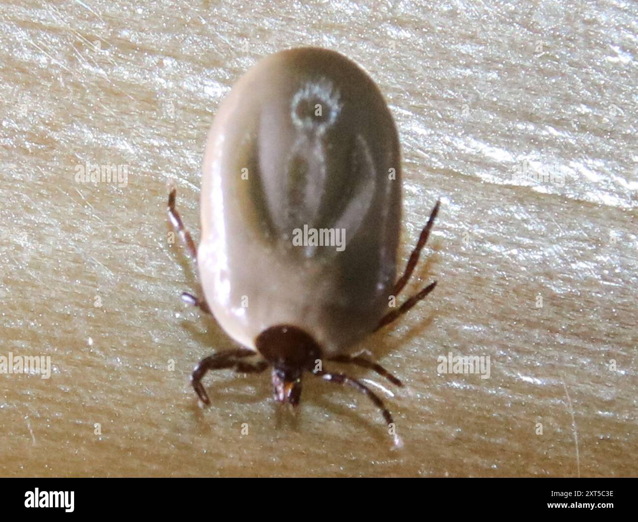 Eastern Black-legged Tick (Ixodes scapularis) Arachnida Stock Photo - Alamy
