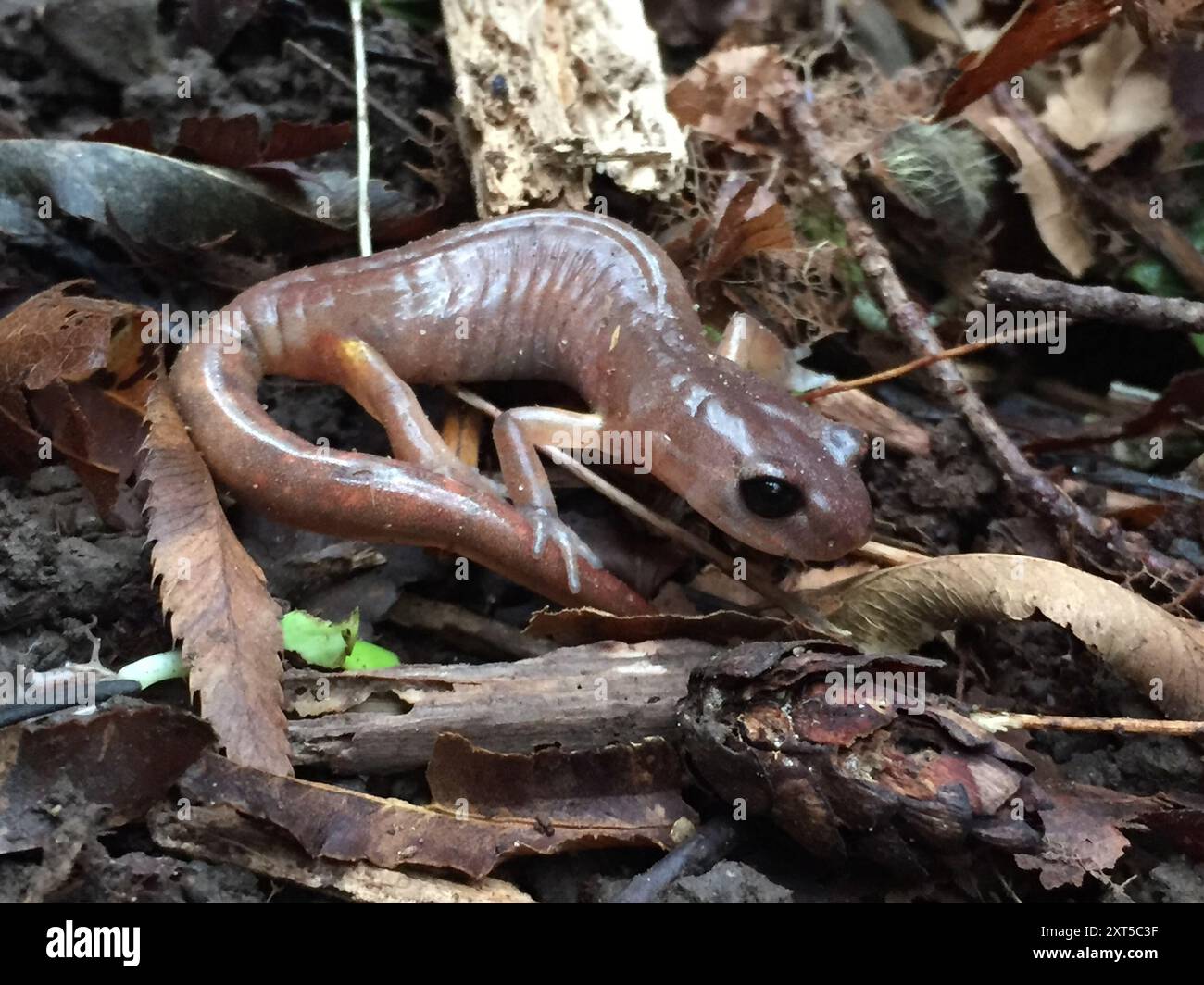 Ensatina (Ensatina eschscholtzii) Amphibia Stock Photo - Alamy