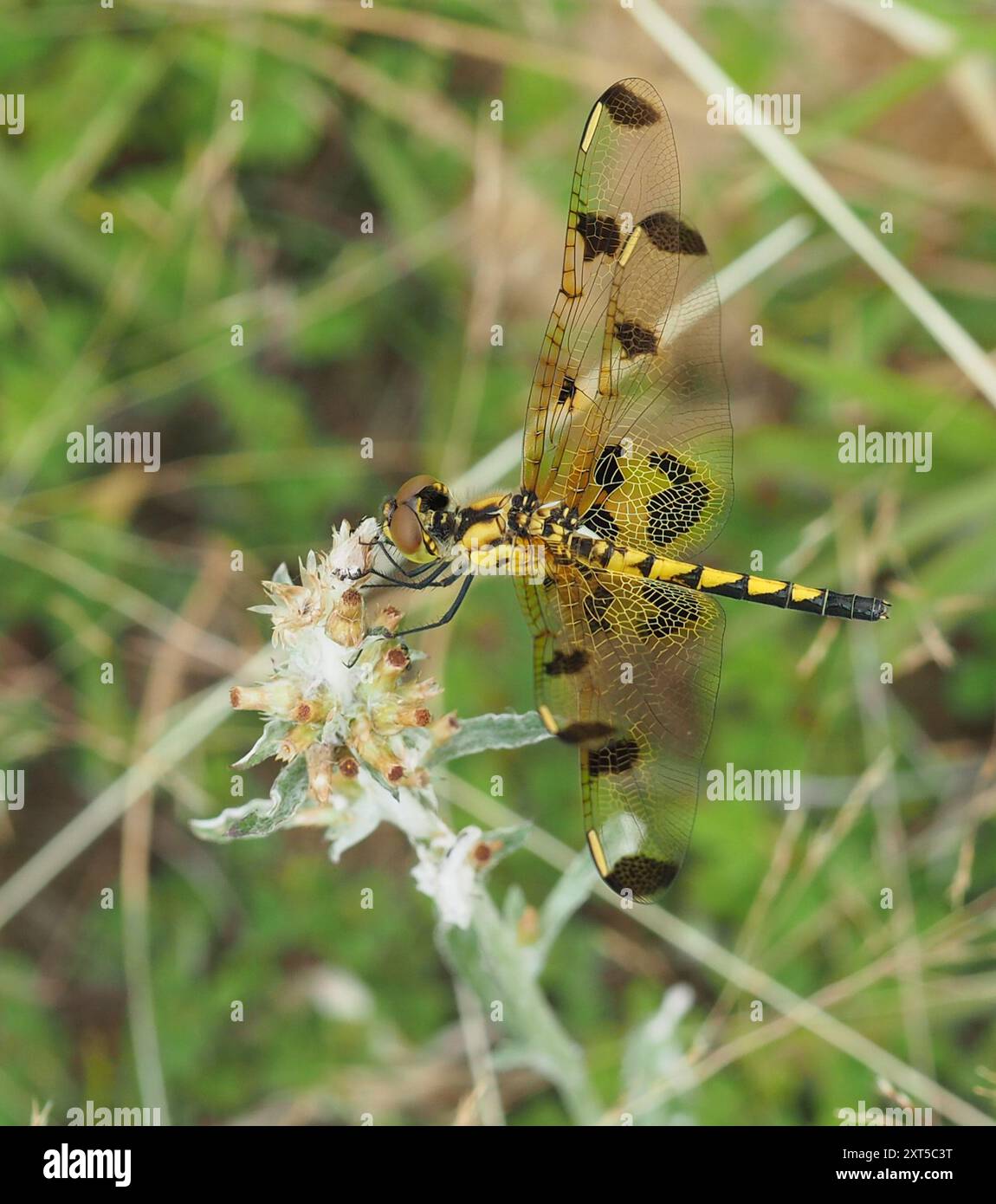 Calico Pennant (Celithemis elisa) Insecta Stock Photo - Alamy