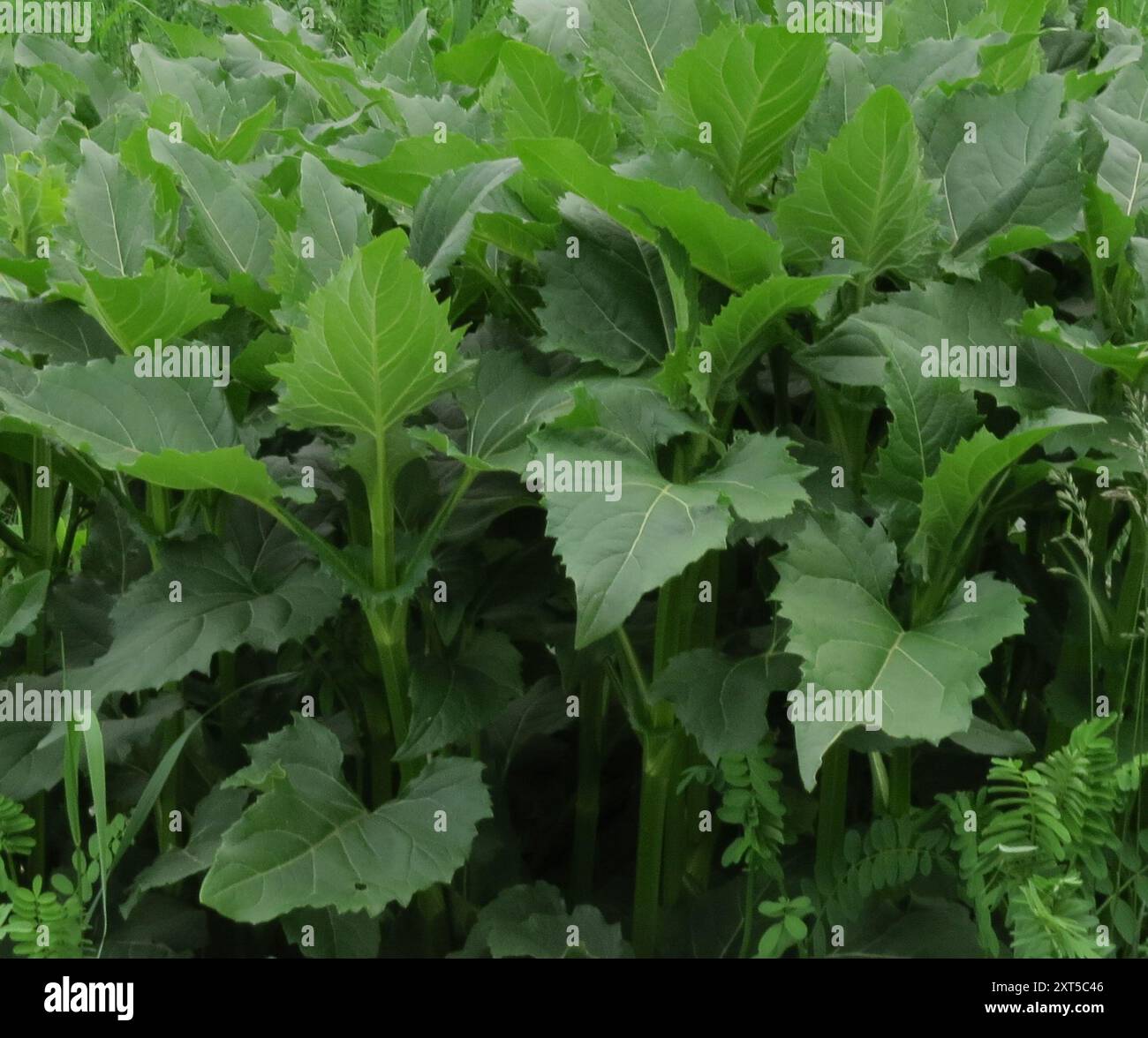 cup plant (Silphium perfoliatum) Plantae Stock Photo - Alamy
