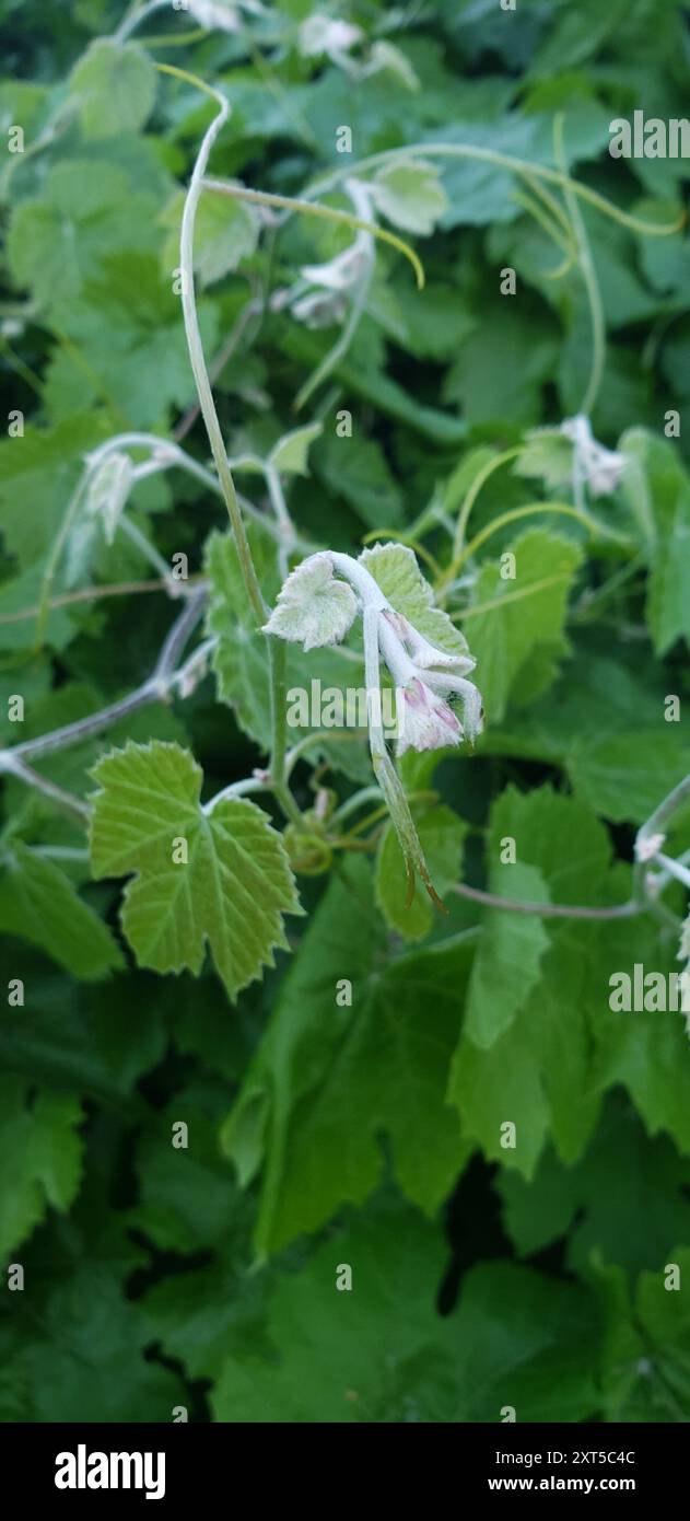 desert wild grape (Vitis girdiana) Plantae Stock Photo - Alamy