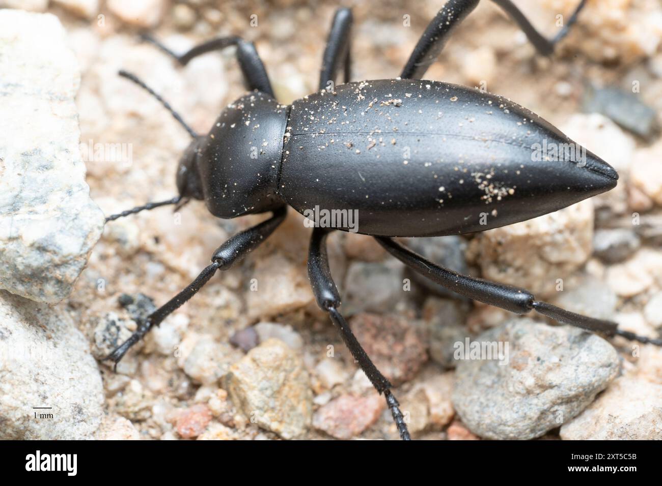 Desert Stink Beetles (Eleodes) Insecta Stock Photo - Alamy