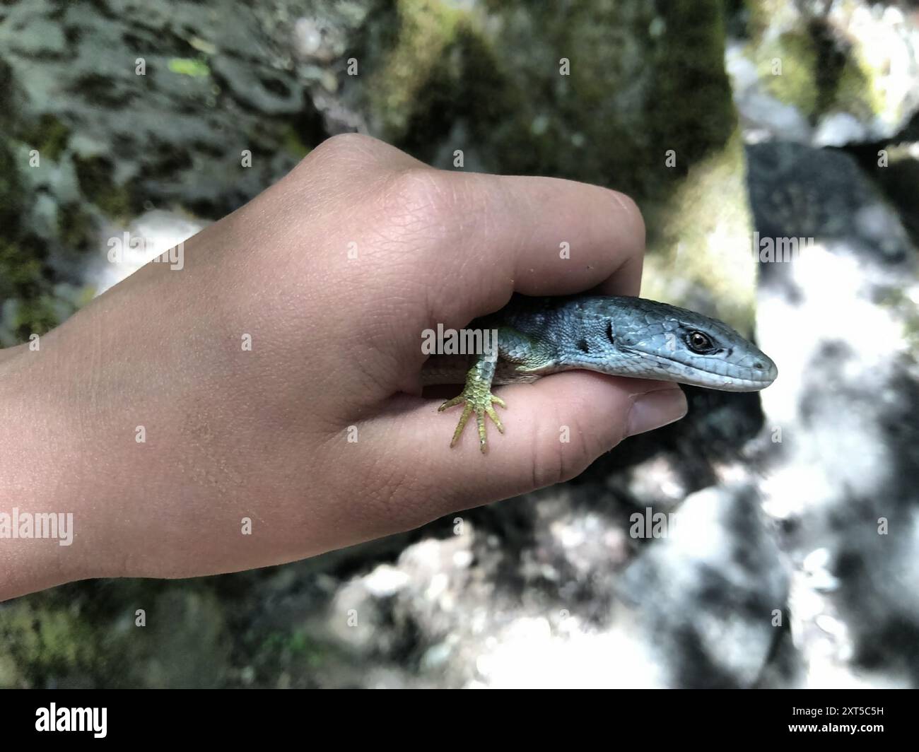 Shasta Alligator Lizard (Elgaria coerulea shastensis) Reptilia Stock ...