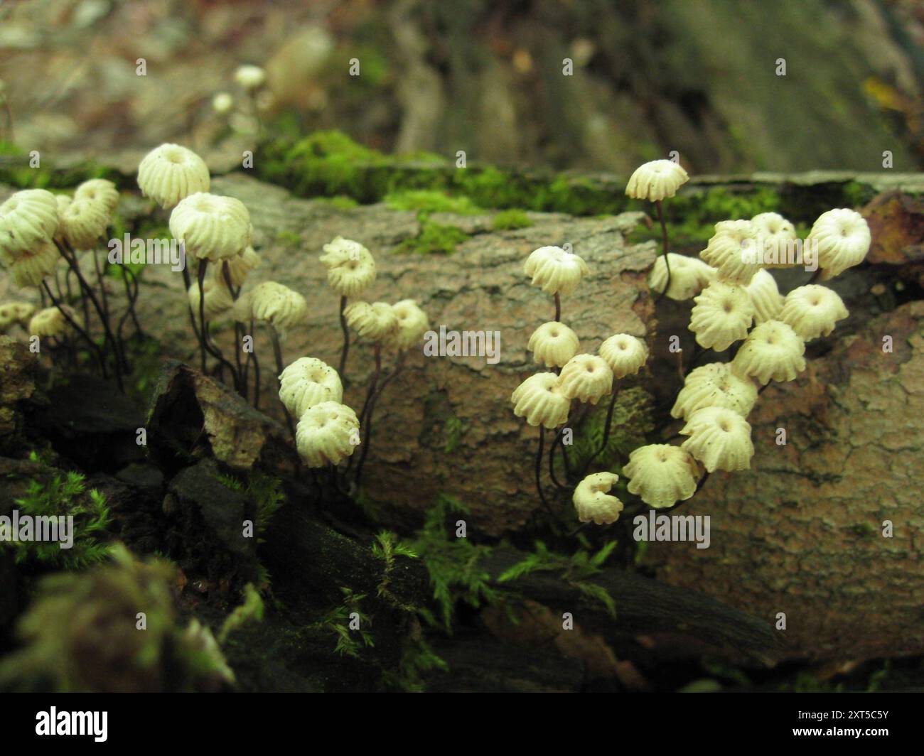 collared parachute (Marasmius rotula) Fungi Stock Photo - Alamy