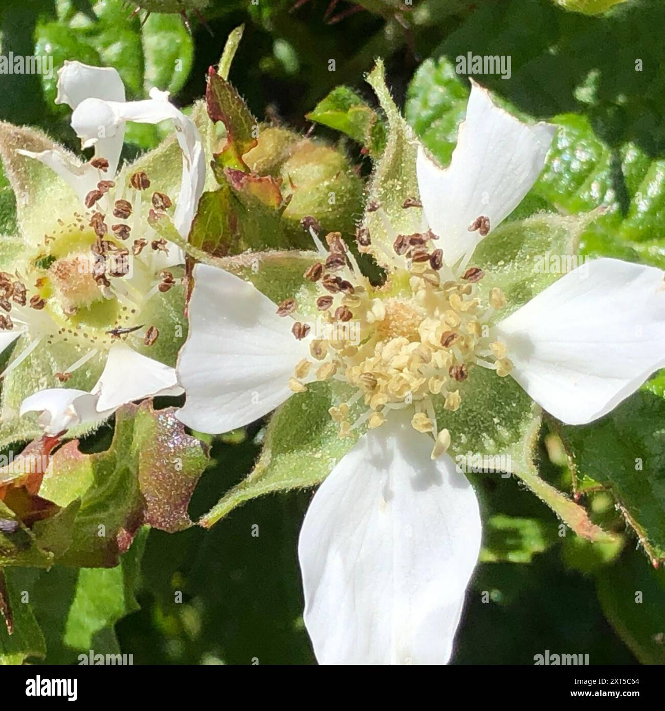 brambles (Rubus) Plantae Stock Photo - Alamy
