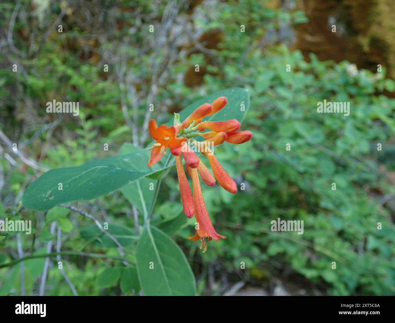 orange honeysuckle (Lonicera ciliosa) Plantae Stock Photo - Alamy