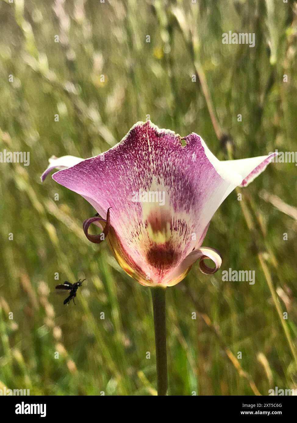 clay mariposa lily (Calochortus argillosus) Plantae Stock Photo - Alamy
